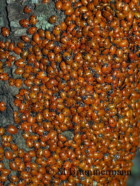 Arizona: Beetles, Bugs, Birds and more: Aposematic colors